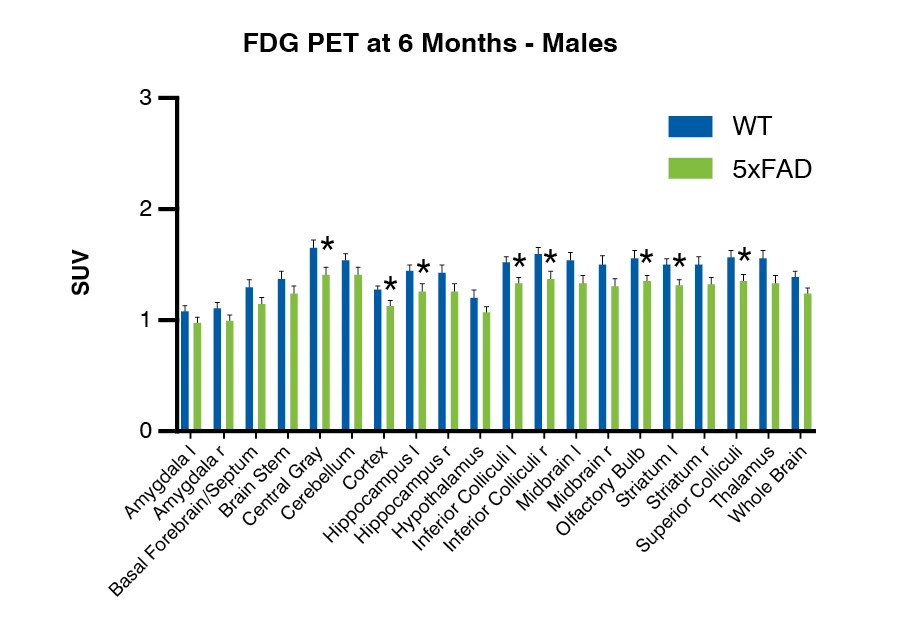 5xFAD Mouse Model for Alzheimer’s Disease Studies | Charles River