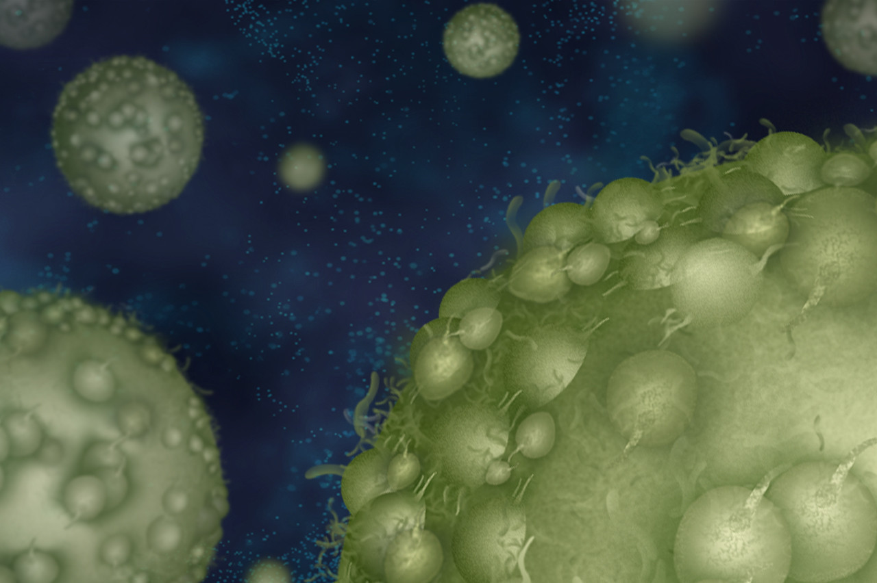MDR1 Promotes Intrinsic and Acquired Resistance to PROTACs in Cancer ...