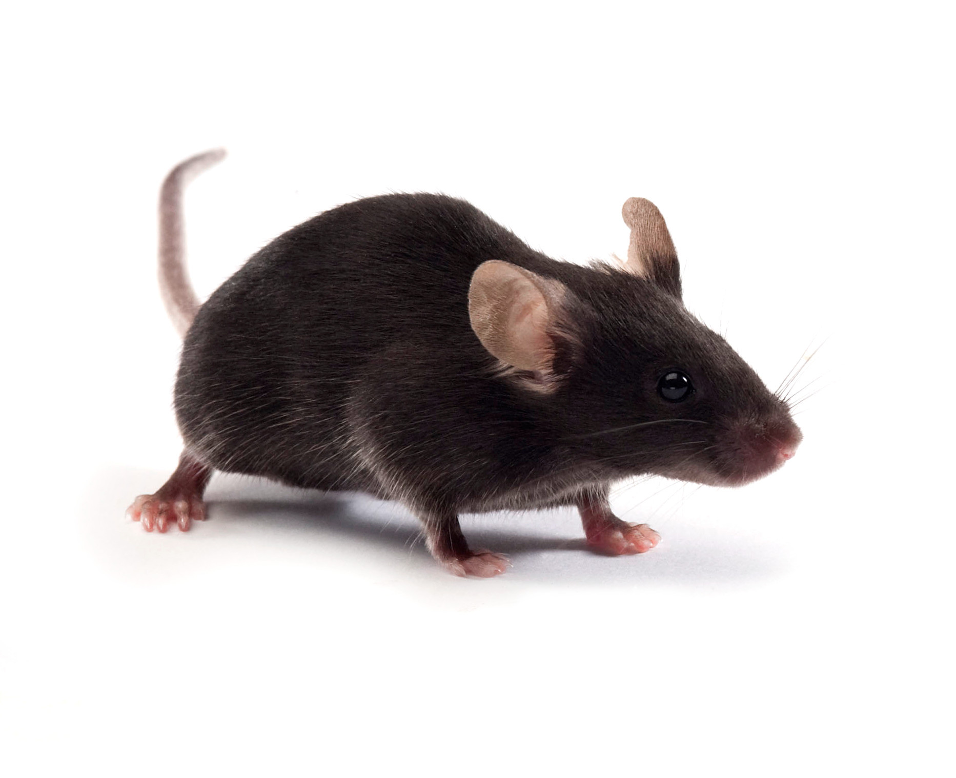 Souris C57BL/6J (JAX® Mice) | Charles River