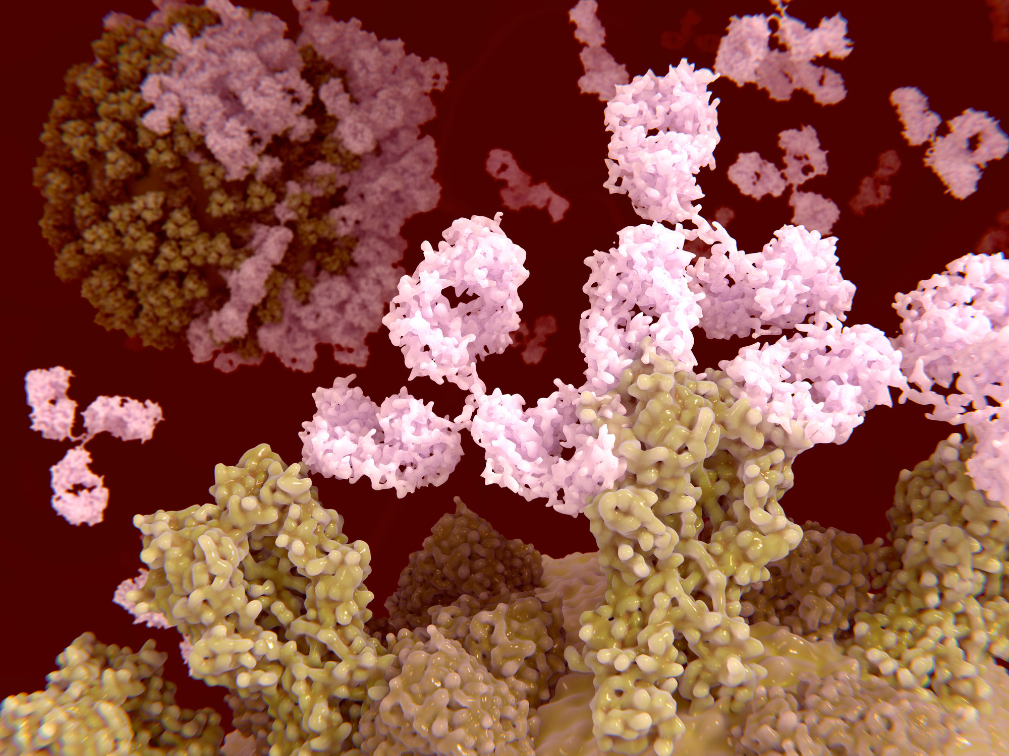 Autoimmune Disease and Inflammation Models | Charles River