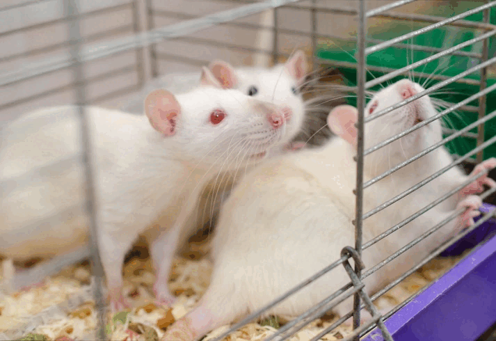 The SRG Rat Model | Eureka Blog