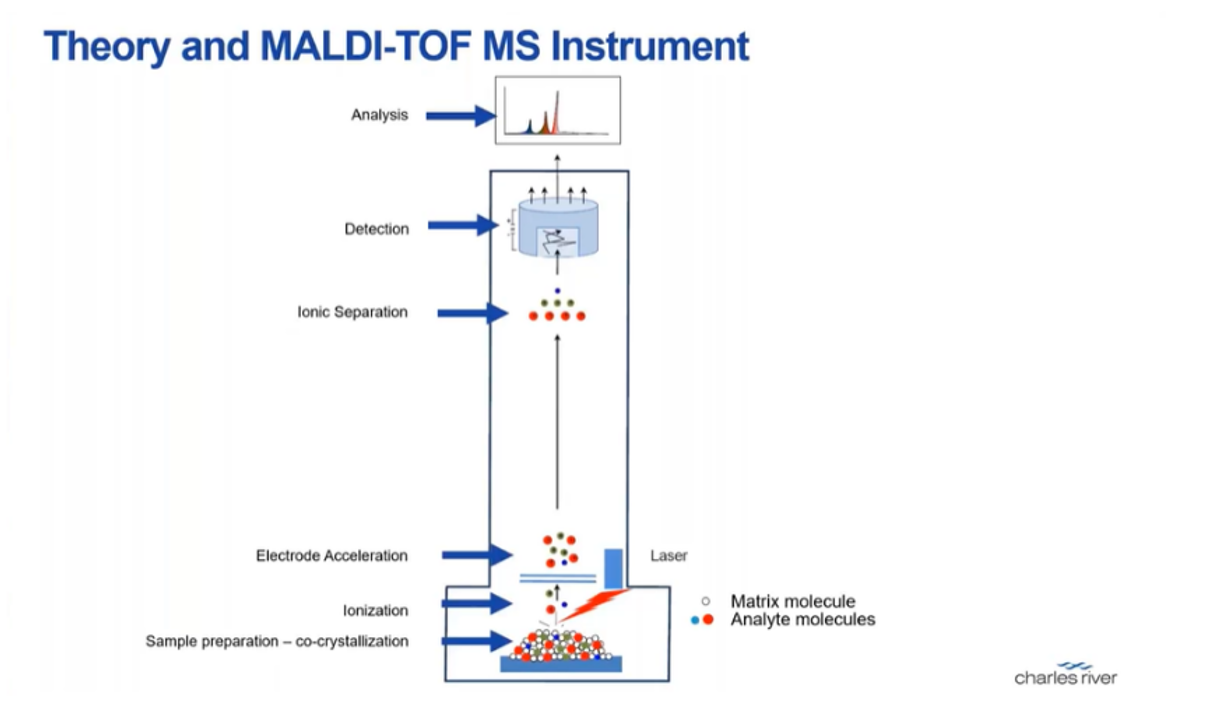 How does MALDI-TOF mass spectrometry work? | Charles River