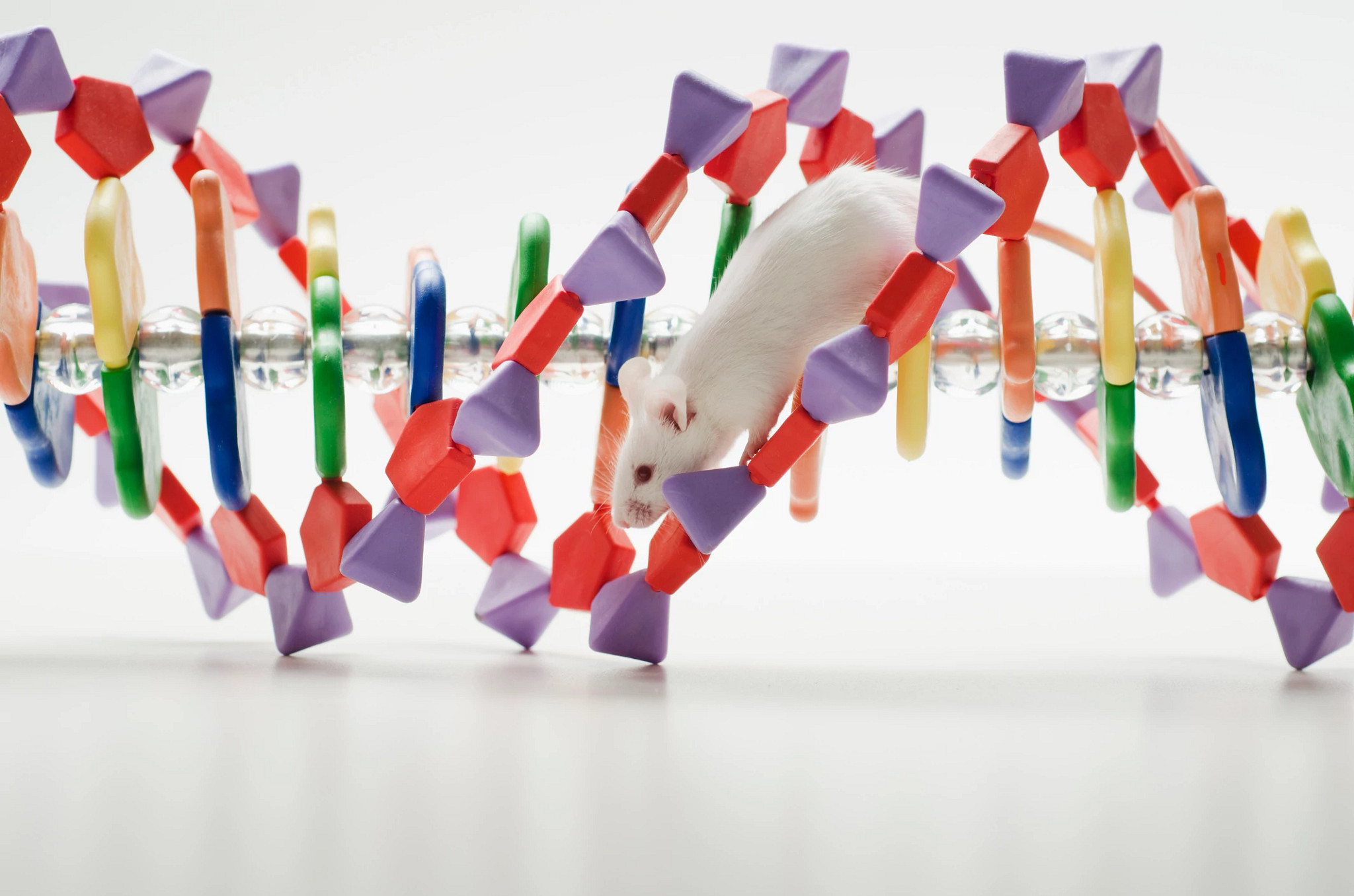 The Pathway to Improved Translation with Targeted In Vivo Modeling ...