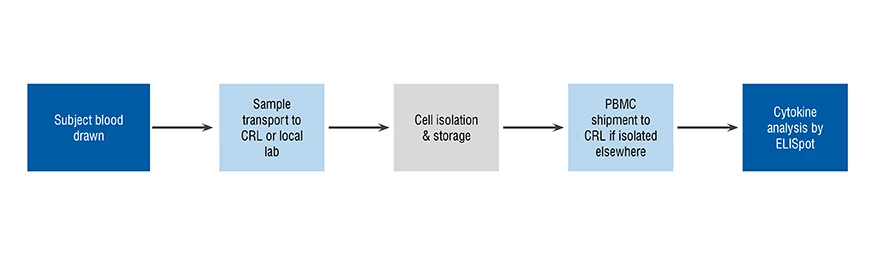 ELISpot Assay Services | Charles River
