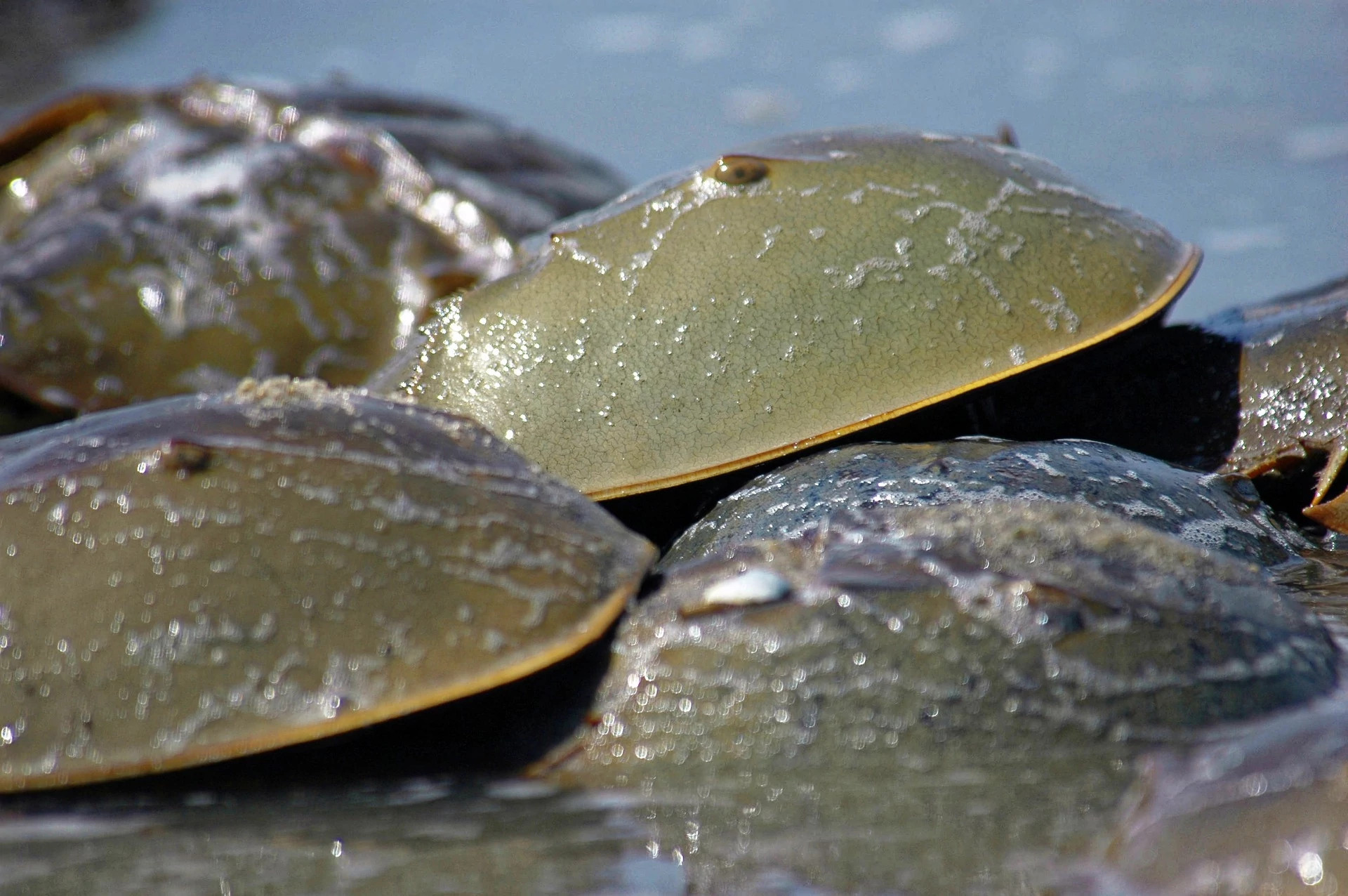 Horseshoe Crab Blood Cells