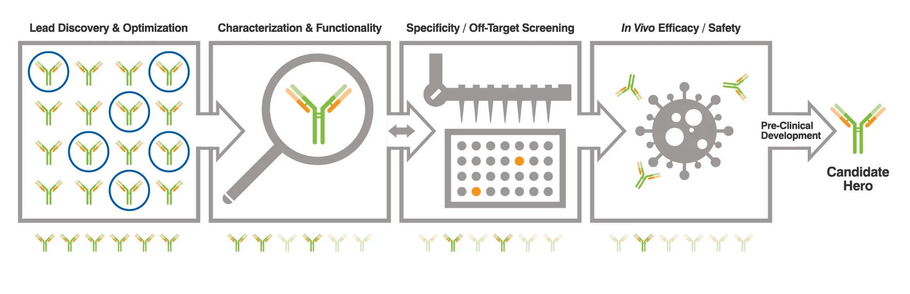 Antibody Characterization Services | Charles River