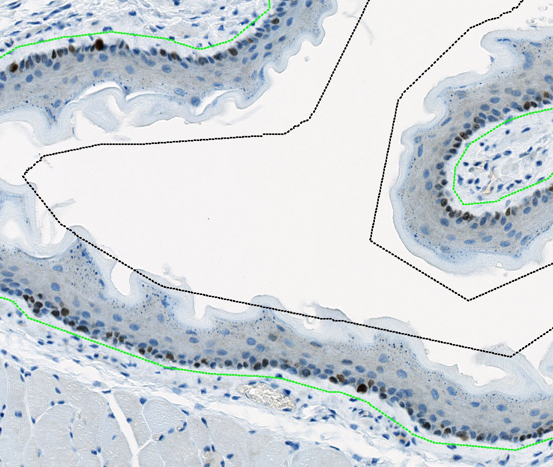 Immunohistochemistry (IHC) Services | Charles River