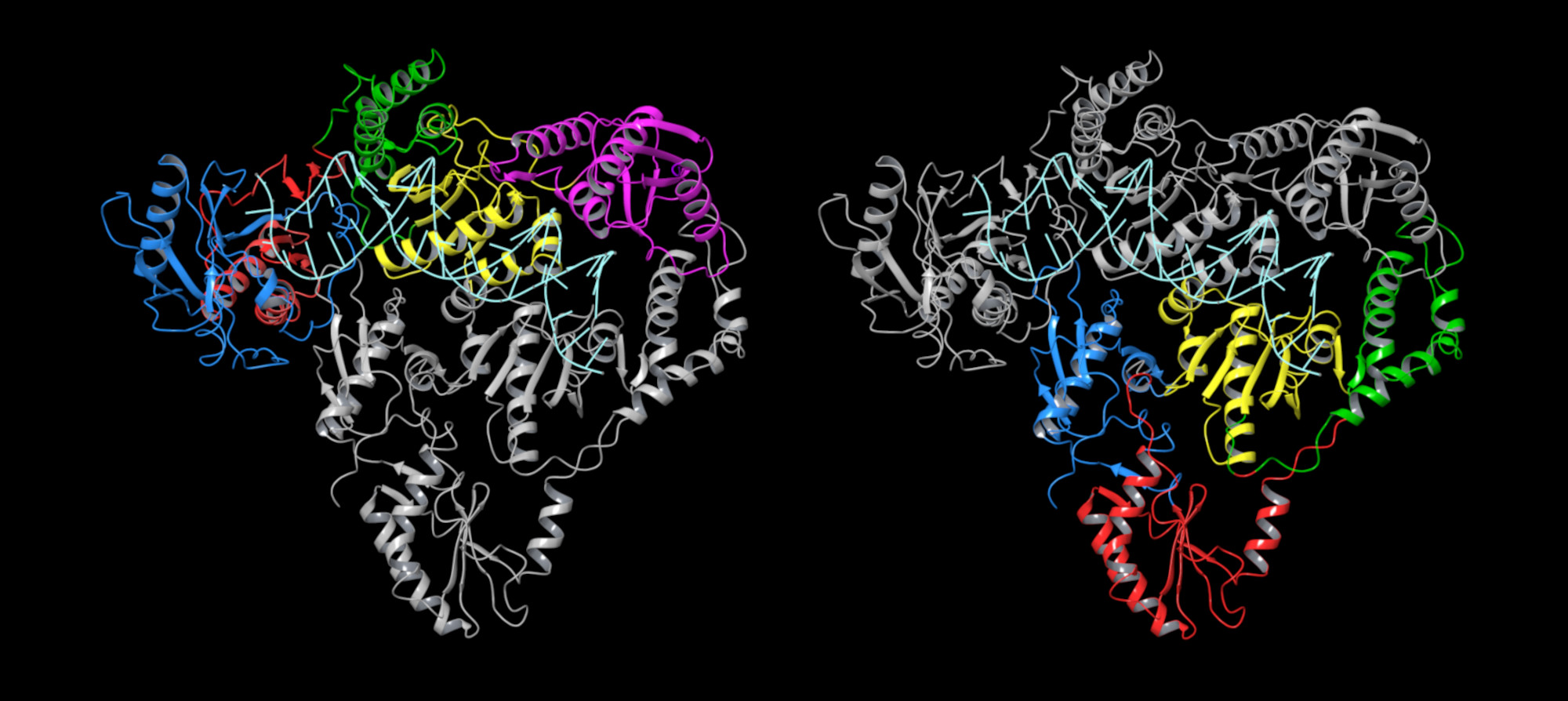 HERV-K: Solving the First Endogenous Reverse Transcriptase Crystal ...