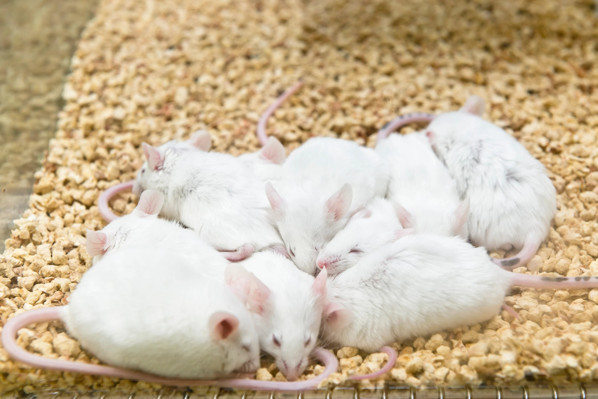 Brain Cells Crucial for Sleep Regulation Identified | Eureka blog