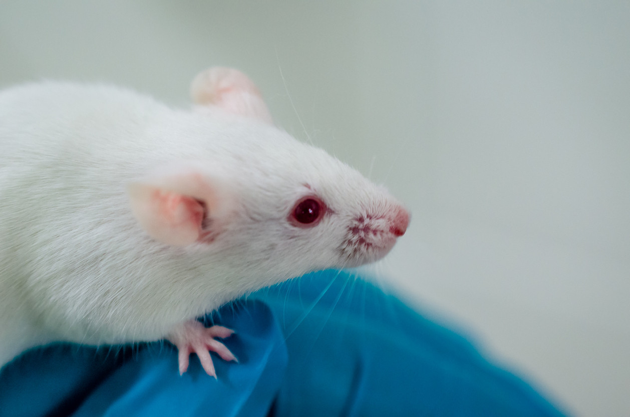 What Are Aged Mice? | Eureka Blog