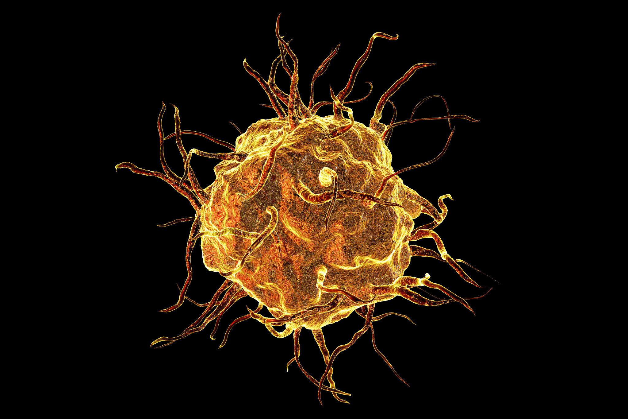 Difference Between Monocytes and Macrophages | Charles River