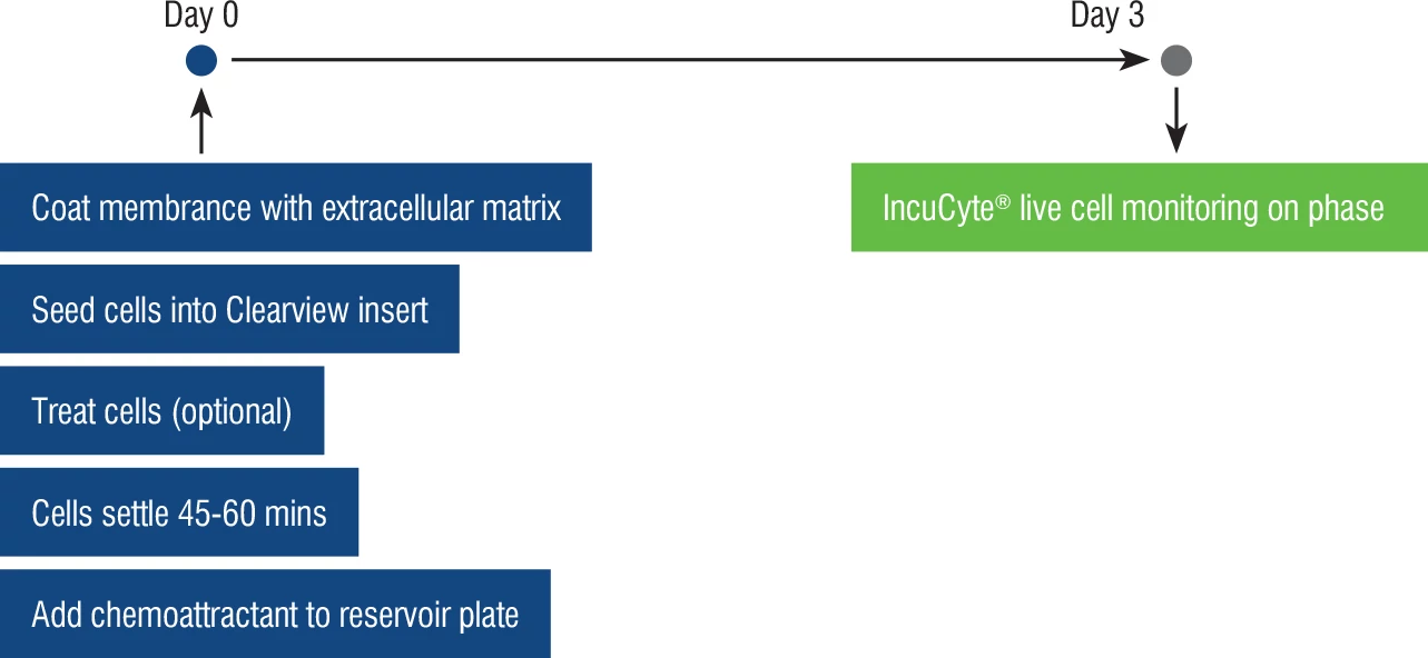 T Cell-Mediated Chemotaxis | Charles River