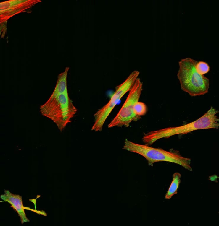 High Content Imaging Assays| Charles River