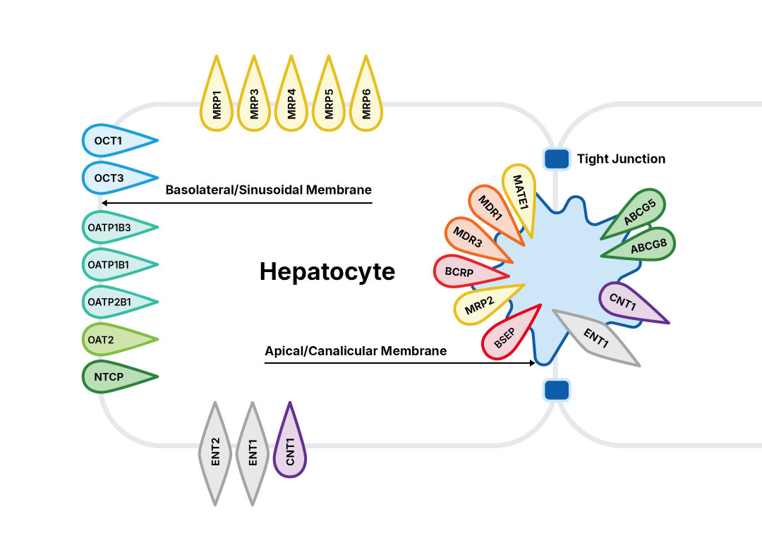 Hepatic Uptake Assays | Charles River