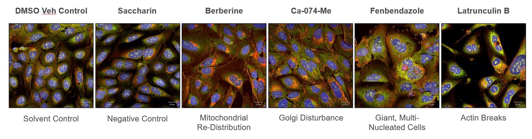 Cell Painting Assay | Charles River