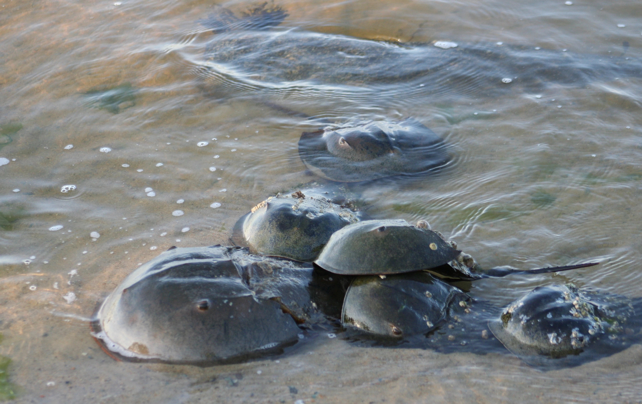 Jerry Gault | Charles River