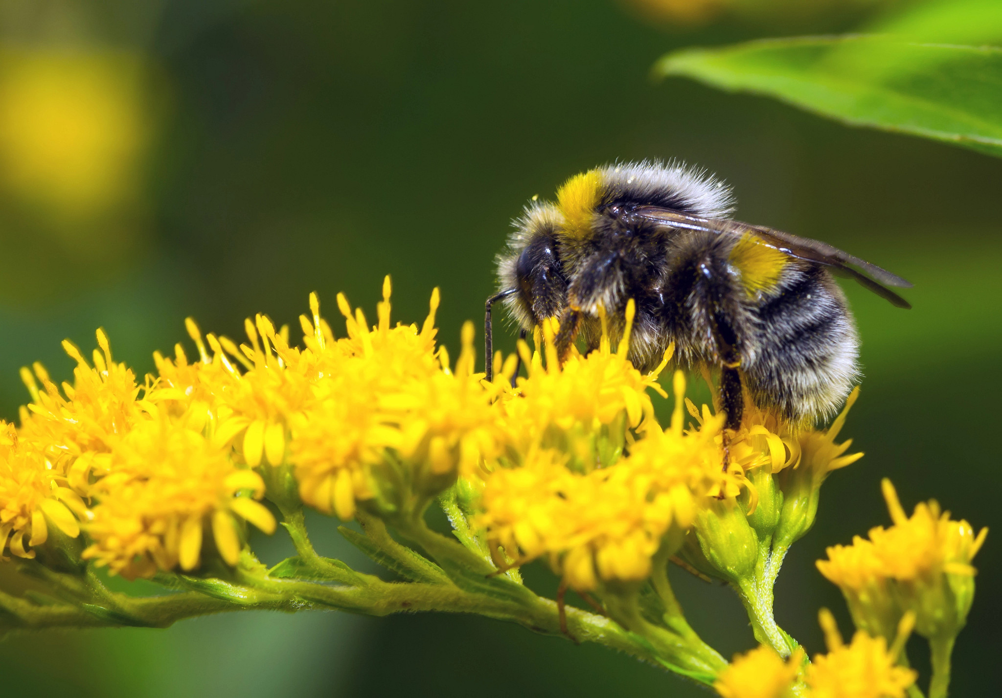 EFSA’s Guidance on Bee Risk Assessments