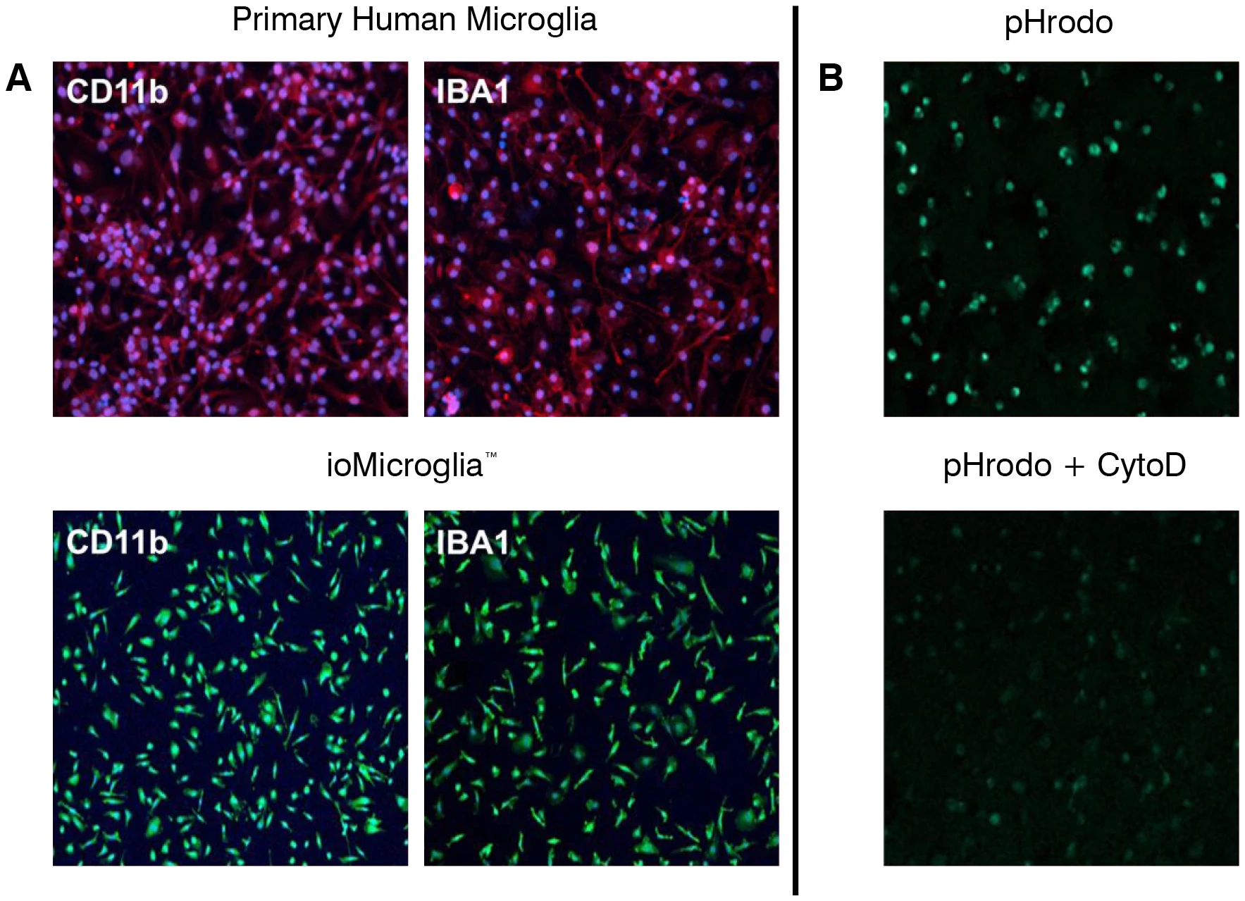 Microglial Cells Brain