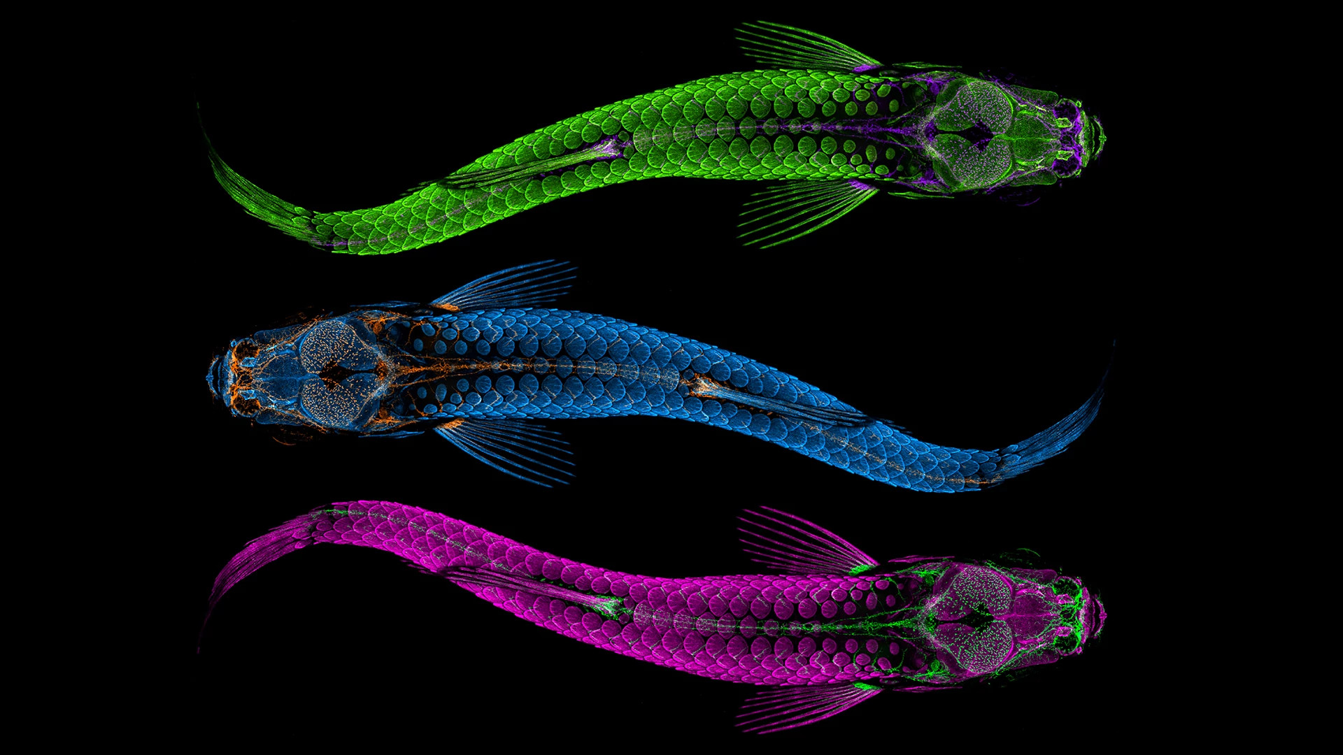 Art of the Science: Zebrafish | Charles River