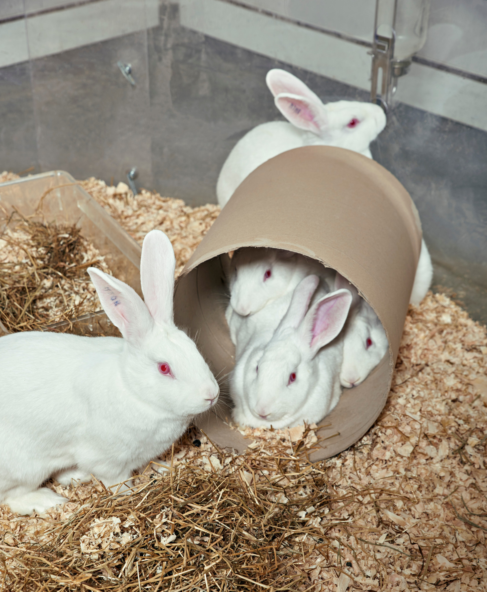 Rodents and Rabbit Models | Charles River