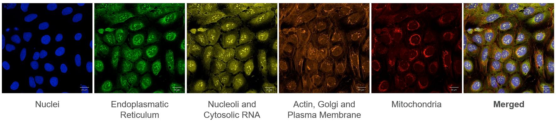 Cell Painting Assay | Charles River