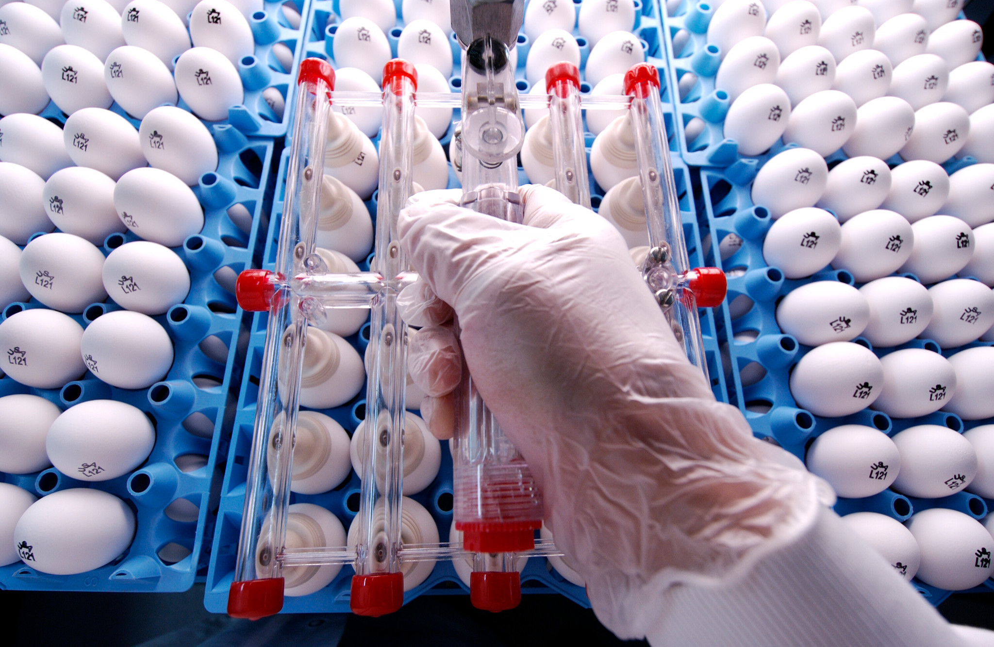 Ordering Avian Vaccine Products and Services | Charles River