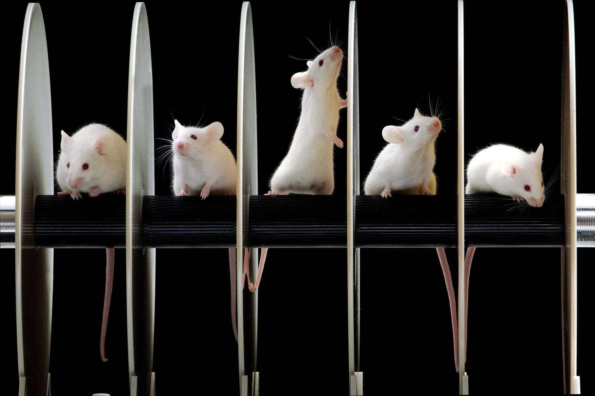 Guidebook to Rodent Model Genetic Quality Control | Charles River