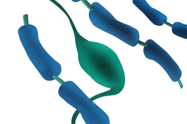 Multiple Sclerosis Models Charles River