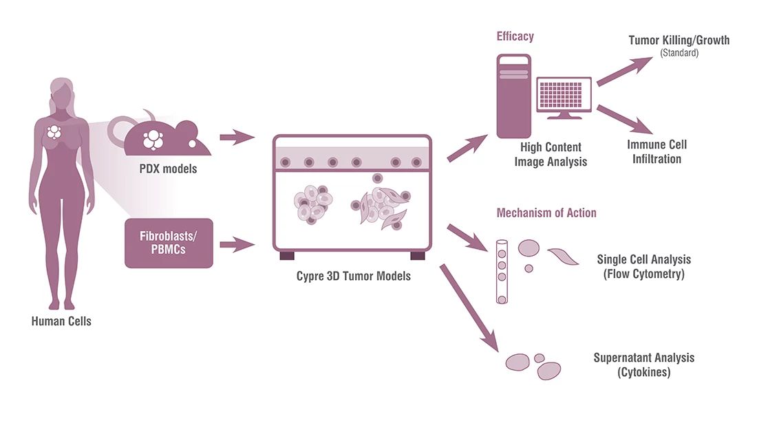 Ex Vivo 3D Tumor Models | Charles River