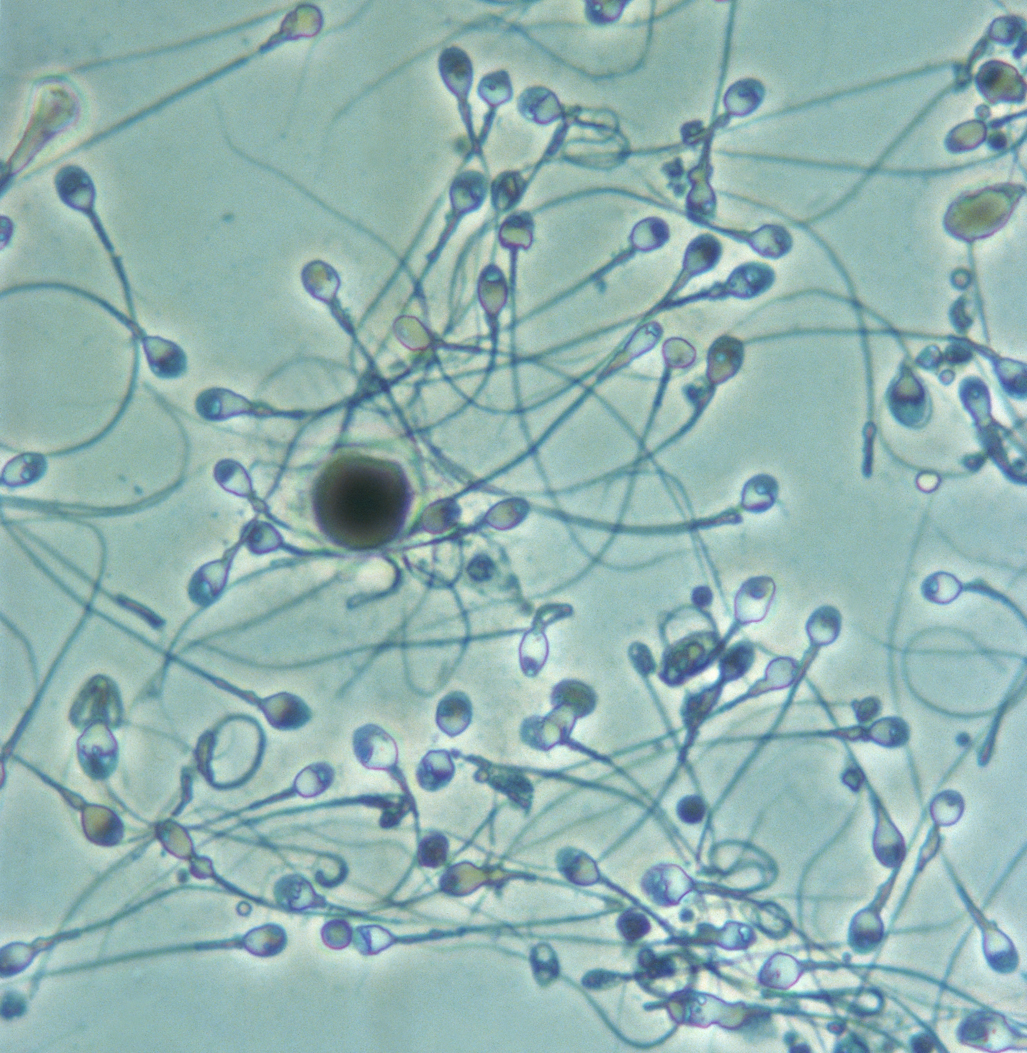 Male Birth Control Pill Tested in Mice | Charles River