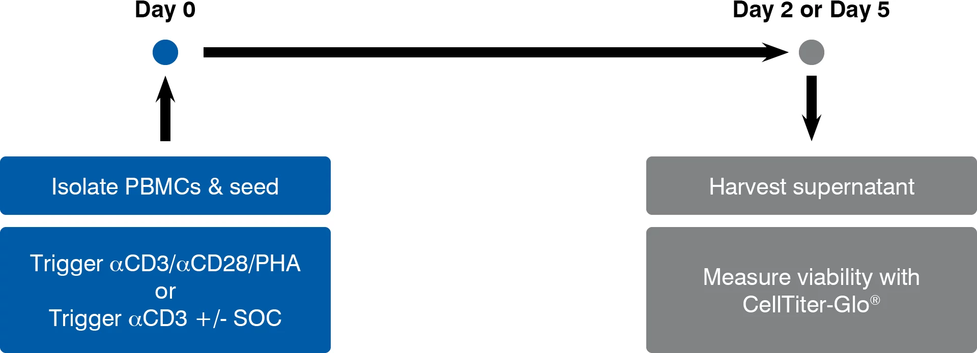 T Cell Proliferation CTG Assay | Charles River