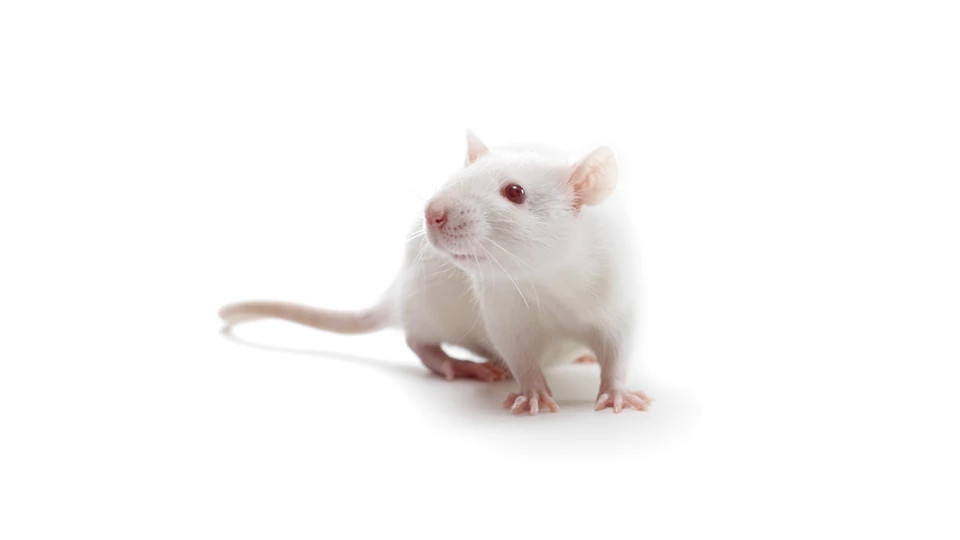 SRG Rat | Charles River