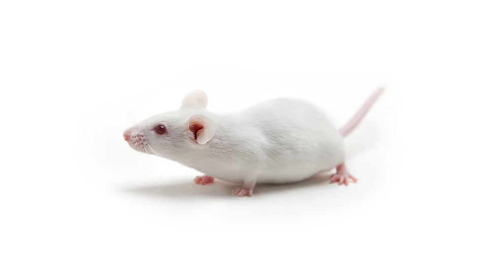 JAX® NSG® Mouse Variant Portfolio | Charles River